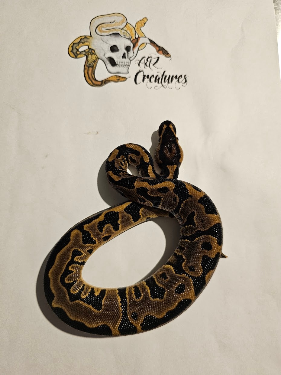Leopard Het Clown Ball Python by A&Z Creatures - MorphMarket