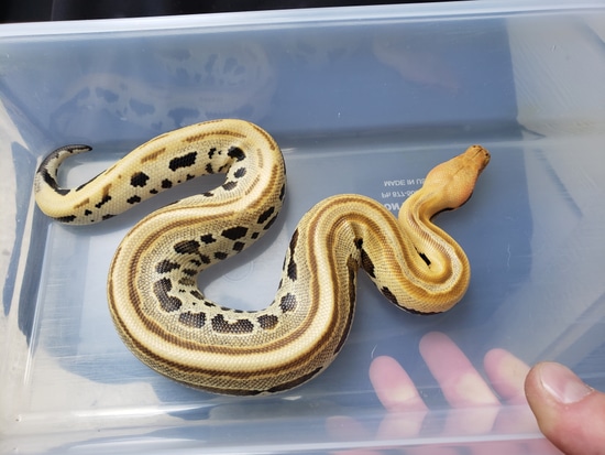 Ocelot Borneo Short-Tailed Python by Zack Green's Reptiles