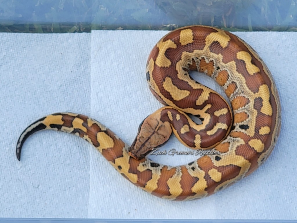 Marter Blood Python by Zack Green's Reptiles - MorphMarket