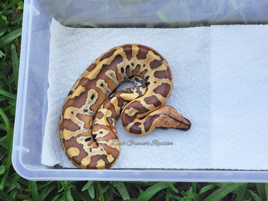 Redheaded Marter Blood Python by Zack Green's Reptiles