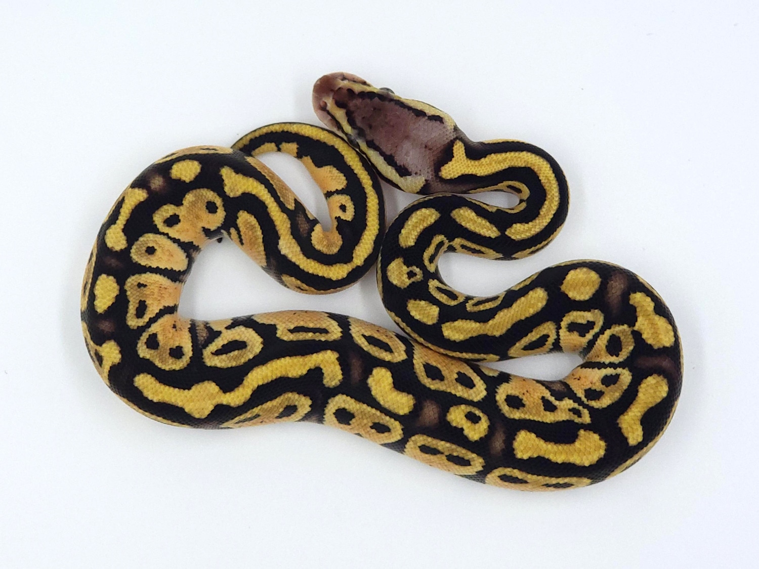Pastel Yellow Belly/Specter Ball Python by Zack Green's Reptiles ...