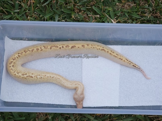 Ivory Blood Python (Pet Only) by Zack Green's Reptiles