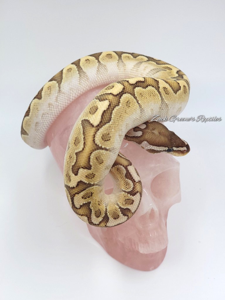 Bamboo Yellow Belly/Specter Ball Python by Zack Green's Reptiles ...