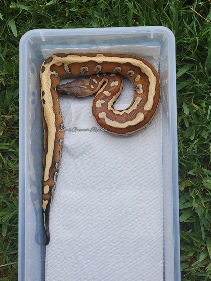 Prob ZGR Stripe Blood Python by Zack Green's Reptiles