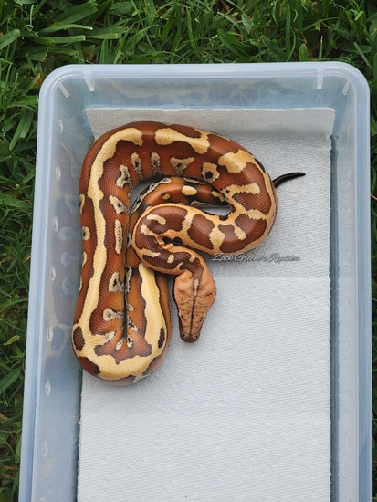 Redhead Pos ZGR Stripe Blood Python by Zack Green's Reptiles