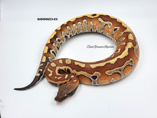 Blood Python by Zack Green's Reptiles