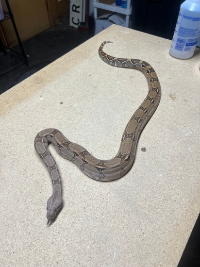 Lipstick-Line Het Kahl Snow Boa Constrictor by Valhal Exotics LLC