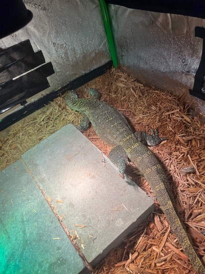 Tame Probable Female Nile Monitor by Valhal Exotics LLC