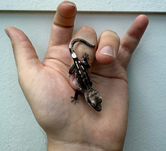 Jet Black Axanthic Toothless Baby - TS1 Crested Gecko by ZaZoo