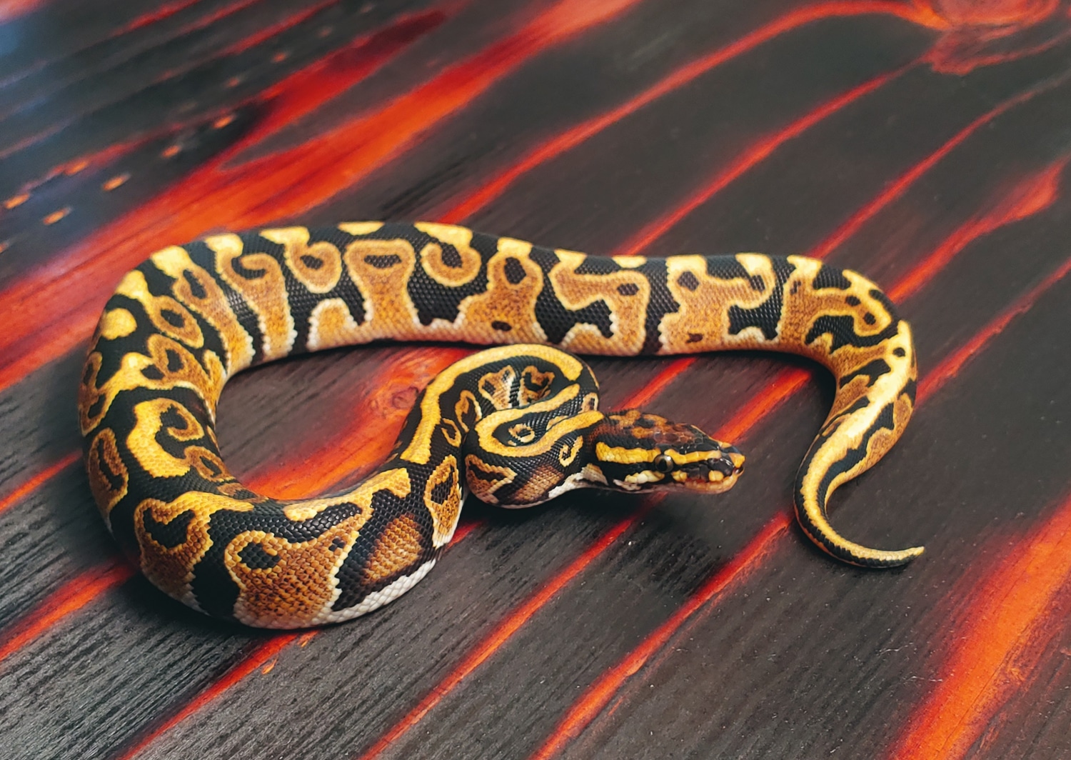 Spotnose Poss Het Pied Ball Python by Thompson's Royal Reptiles ...