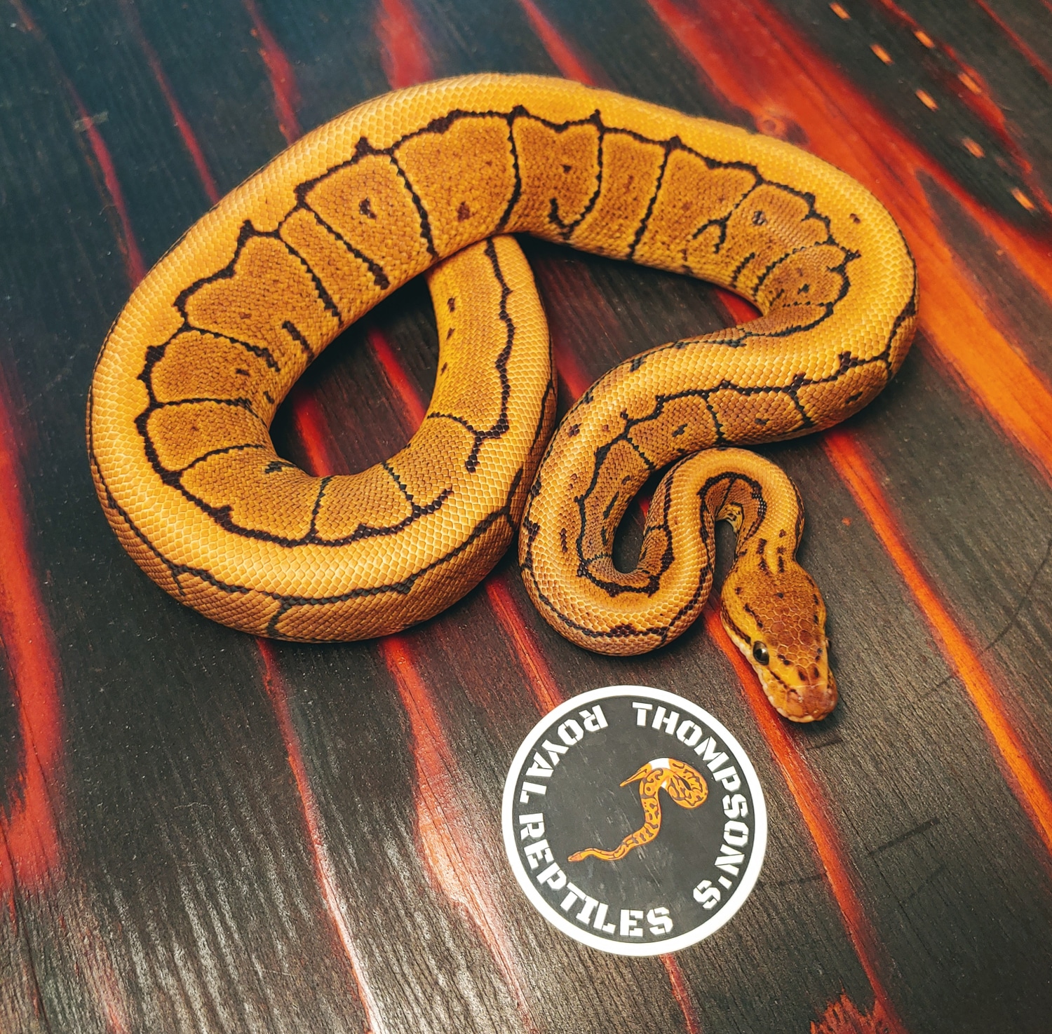 Pinstripe Spotnose Ball Python by Thompson's Royal Reptiles - MorphMarket