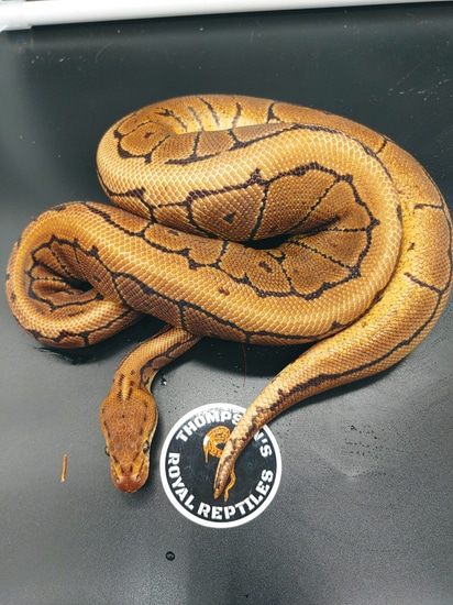 Pinstripe Poss Spotnose Ball Python by Thompson's Royal Reptiles