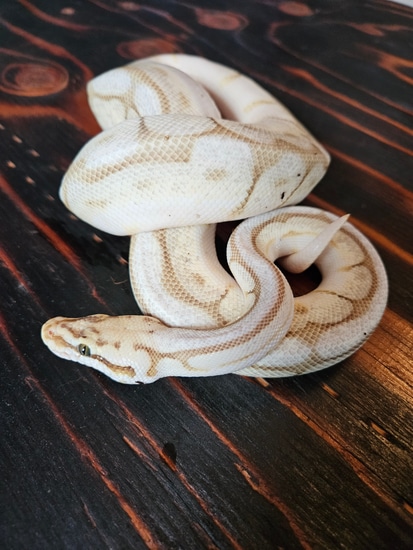 Queen Bee Ball Python by Thompson's Royal Reptiles