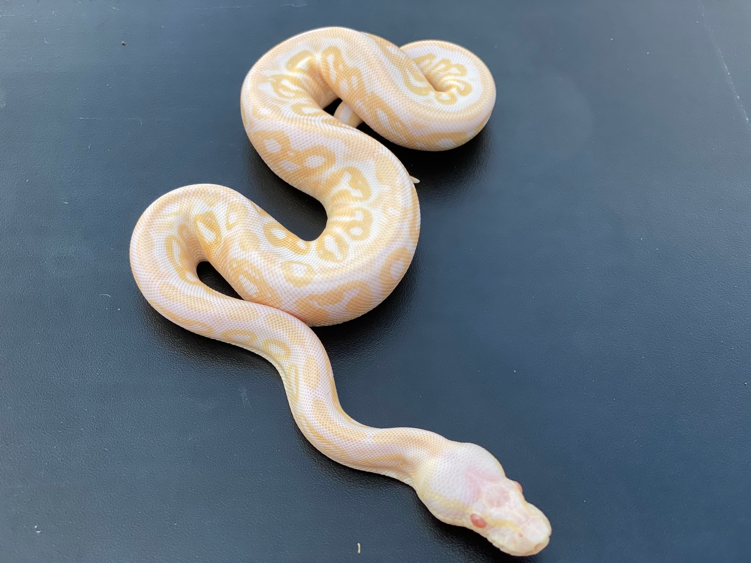 "Skittles” Black Pewter Albino Het Pied Ball Python by Zalac Xenomorphs ...