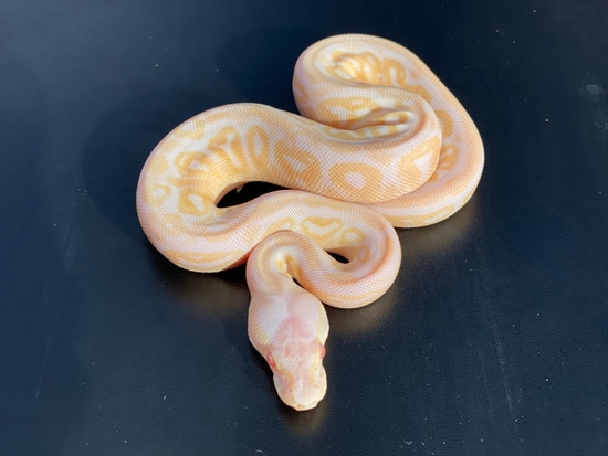 "Skittles” Black Pewter Albino Het Pied Ball Python by Zalac Xenomorphs