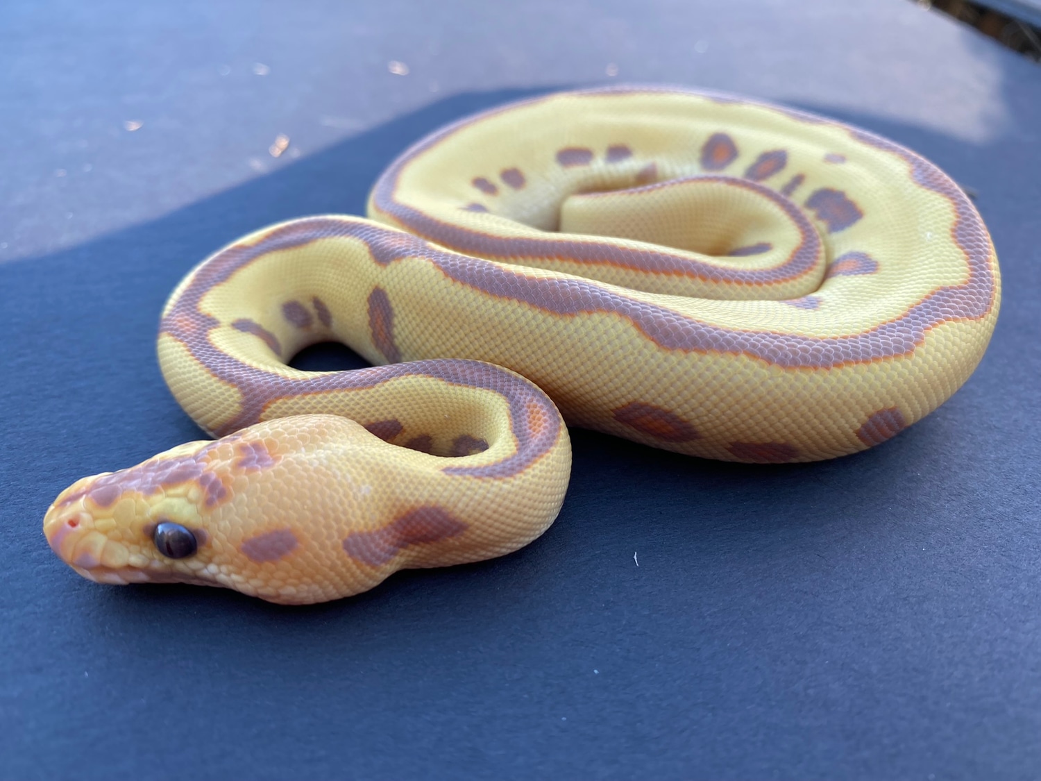 Enchi Spotnose Leopard Coral Glow Clown Ball Python by Zalac Xenomorphs ...