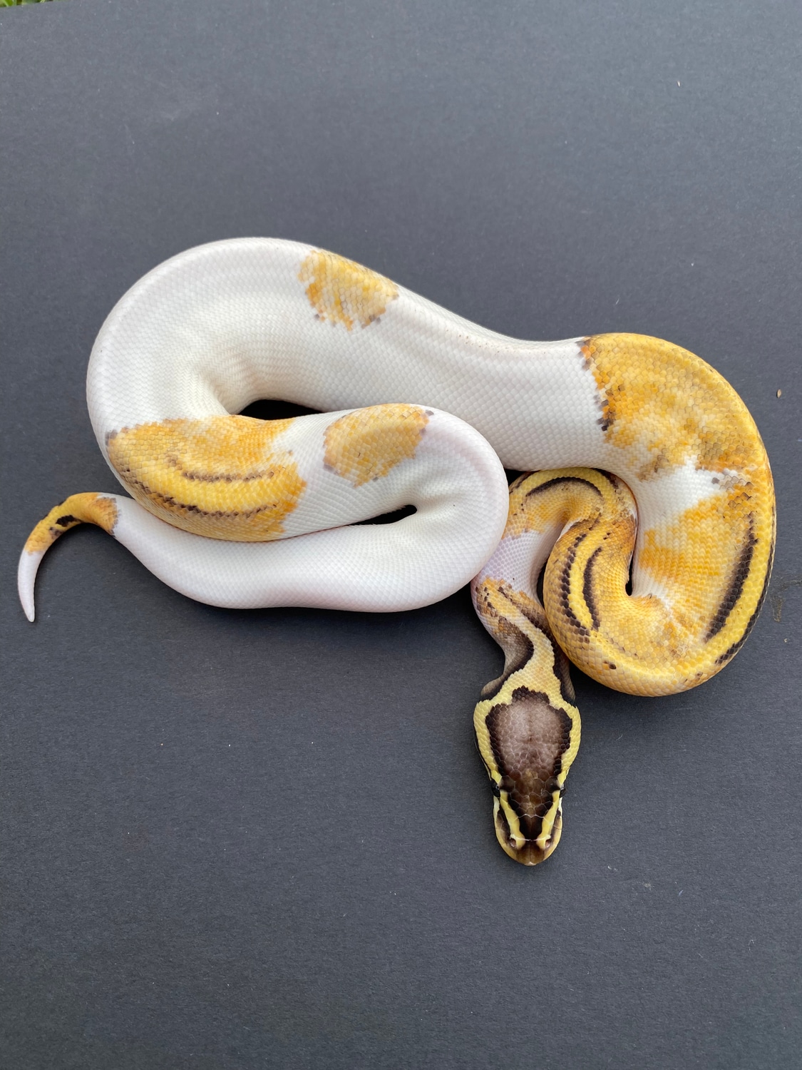 "Skittles” Super Pastel Pied 50% Het Albino Ball Python by Zalac ...