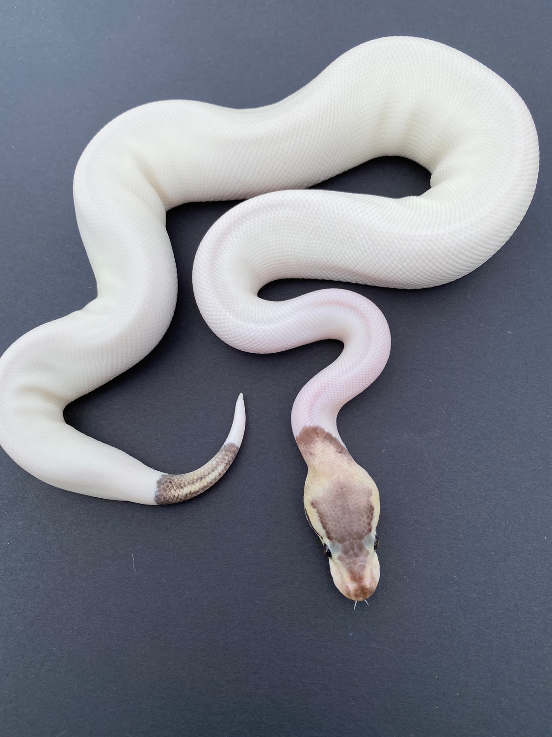 "Skittles” Silver Streak Pied 50% Het Albino Ball Python by Zalac ...