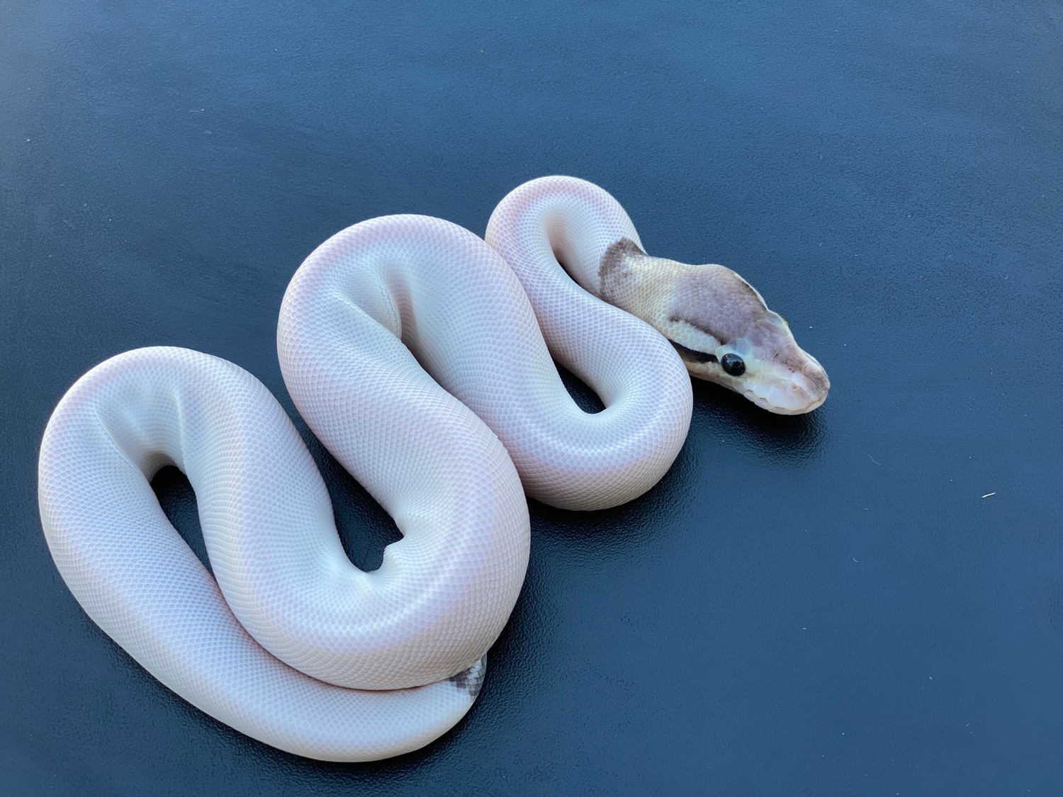 "Skittles” Silver Streak Pied 50% Het Albino Ball Python by Zalac ...