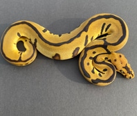 Enchi Coral Glow Batman Ball Python by Zalac Xenomorphs - MorphMarket