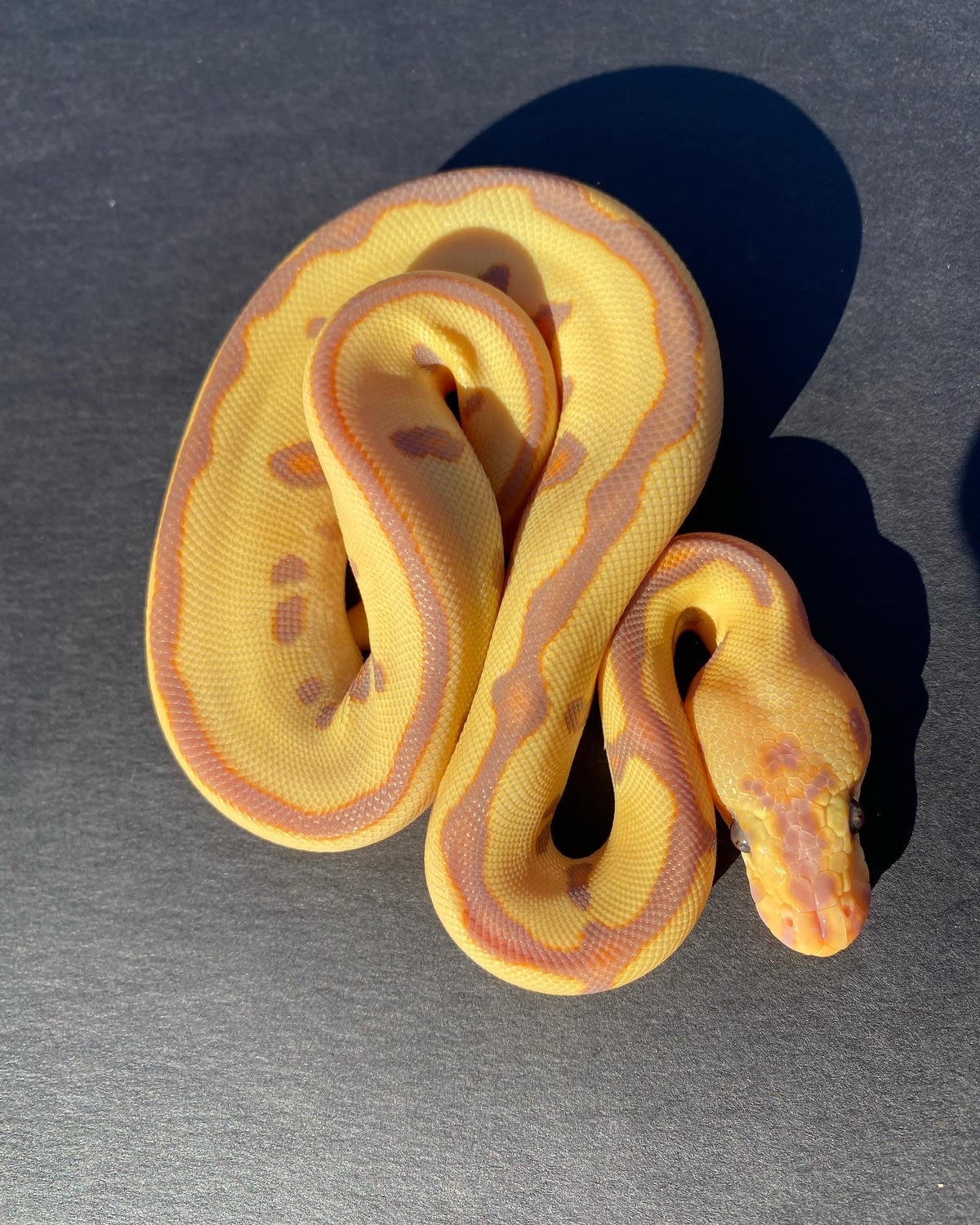 Enchi Coral Glow Batman Ball Python by Zalac Xenomorphs - MorphMarket