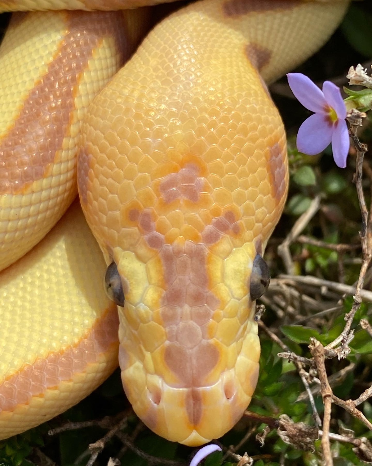 Enchi Spotnose Leopard Coral Glow Clown Ball Python by Zalac Xenomorphs ...