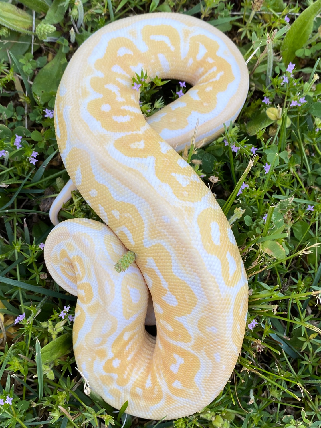 "Skittles” Black Pewter Albino Het Pied Ball Python by Zalac Xenomorphs ...