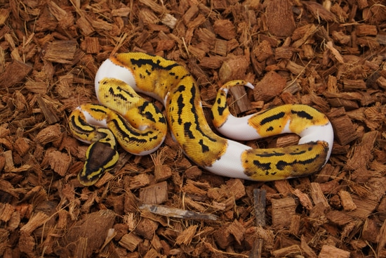 "Skittles" Pastel Piebald Het Albino Ball Python by Zalac Xenomorphs