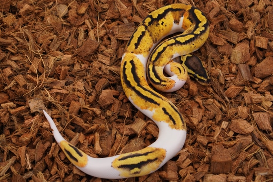 "Skittles” Pastel Pied Het Albino Ball Python by Zalac Xenomorphs