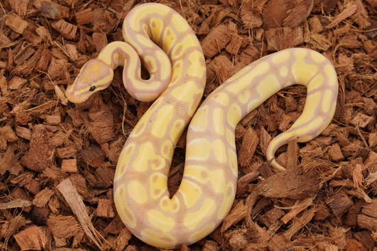 Coral Glow Enchi Het Clown Ball Python by Zalac Xenomorphs
