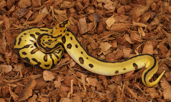 Red Stripe (Yellow Belly) Enchi Batman Ball Python by Zalac Xenomorphs