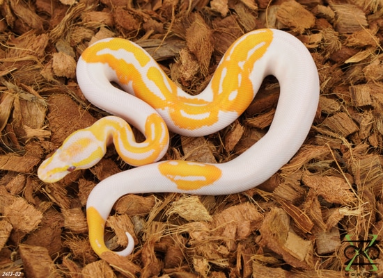 Dreamsicle "Emojis" Ball Python by Zalac Xenomorphs