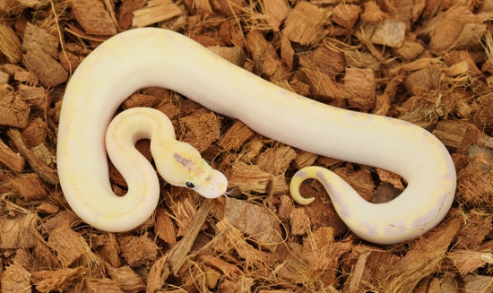 Ivory (Enchi) Clown Ball Python by Zalac Xenomorphs