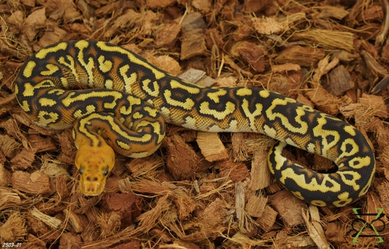Cypress Spotnose Clown Ball Python by Zalac Xenomorphs