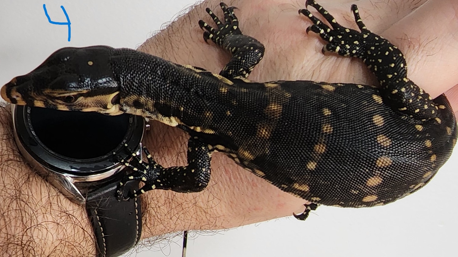 USCBB 100% Het Black Dragons Water Monitor by Jade Reptiles - MorphMarket
