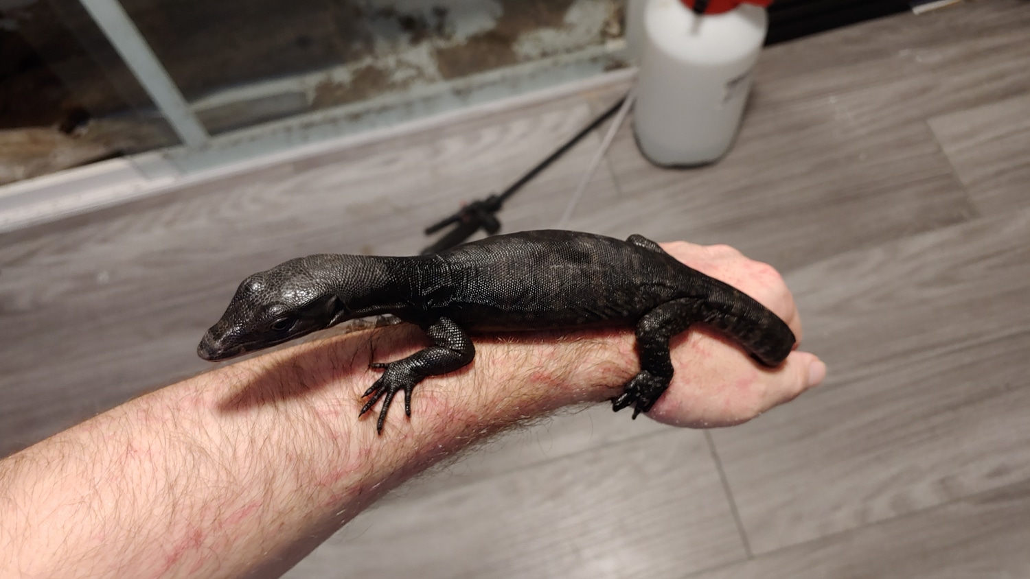 Lot Of 5 USCBB Black Dragon Asian Water Monitors by Jade Reptiles ...