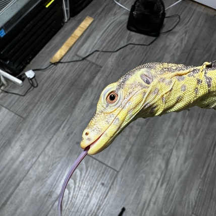 Jade Reptiles - MorphMarket