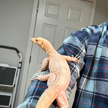 Jade Reptiles - MorphMarket