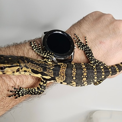 Jade Reptiles - MorphMarket