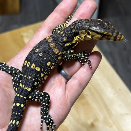 Jade Reptiles - MorphMarket