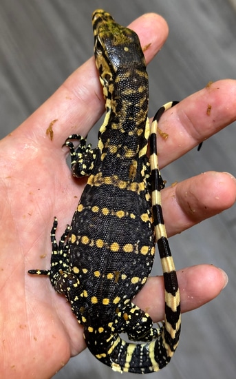 USCBB Giant Asian Water Monitors by Jade Reptiles