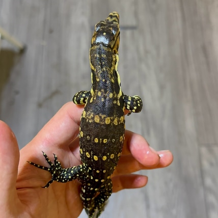 Jade Reptiles - MorphMarket