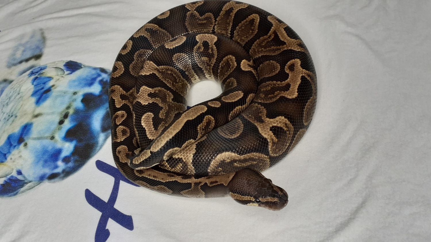 GHI Ball Python by Zamora Reptiles - MorphMarket