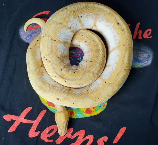 Coral Glow Spider Ball Python by Zamora Reptiles