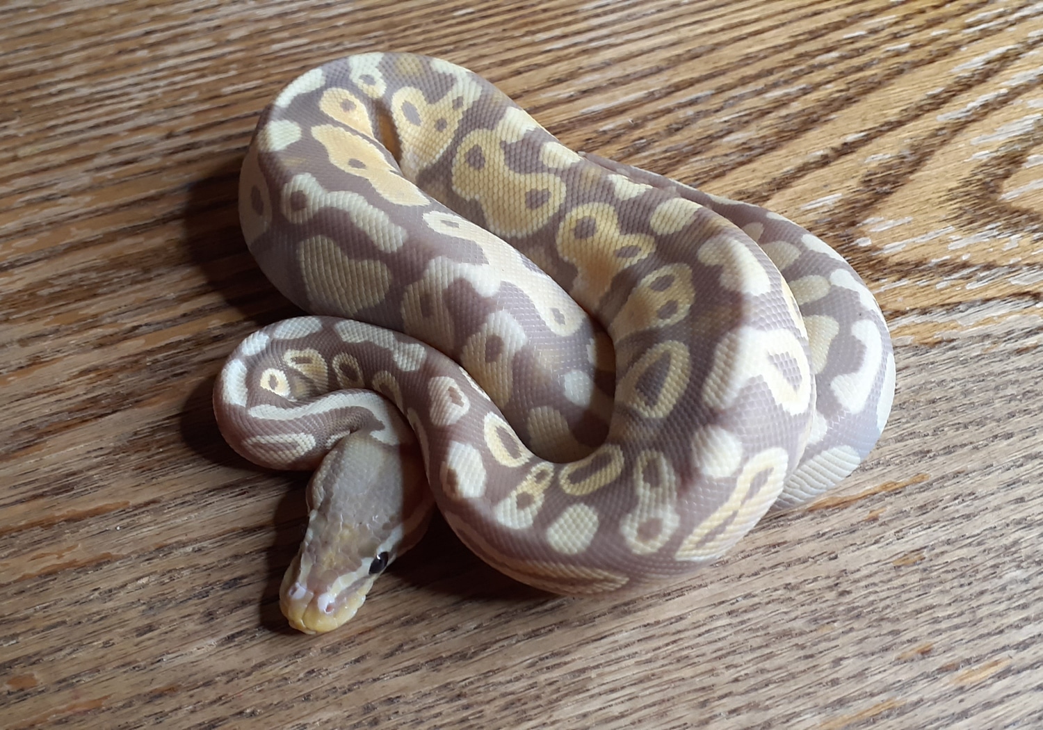 Coral Glow Het Tsk Axanthic Het Lavender Albino Ball Python by Zamora ...