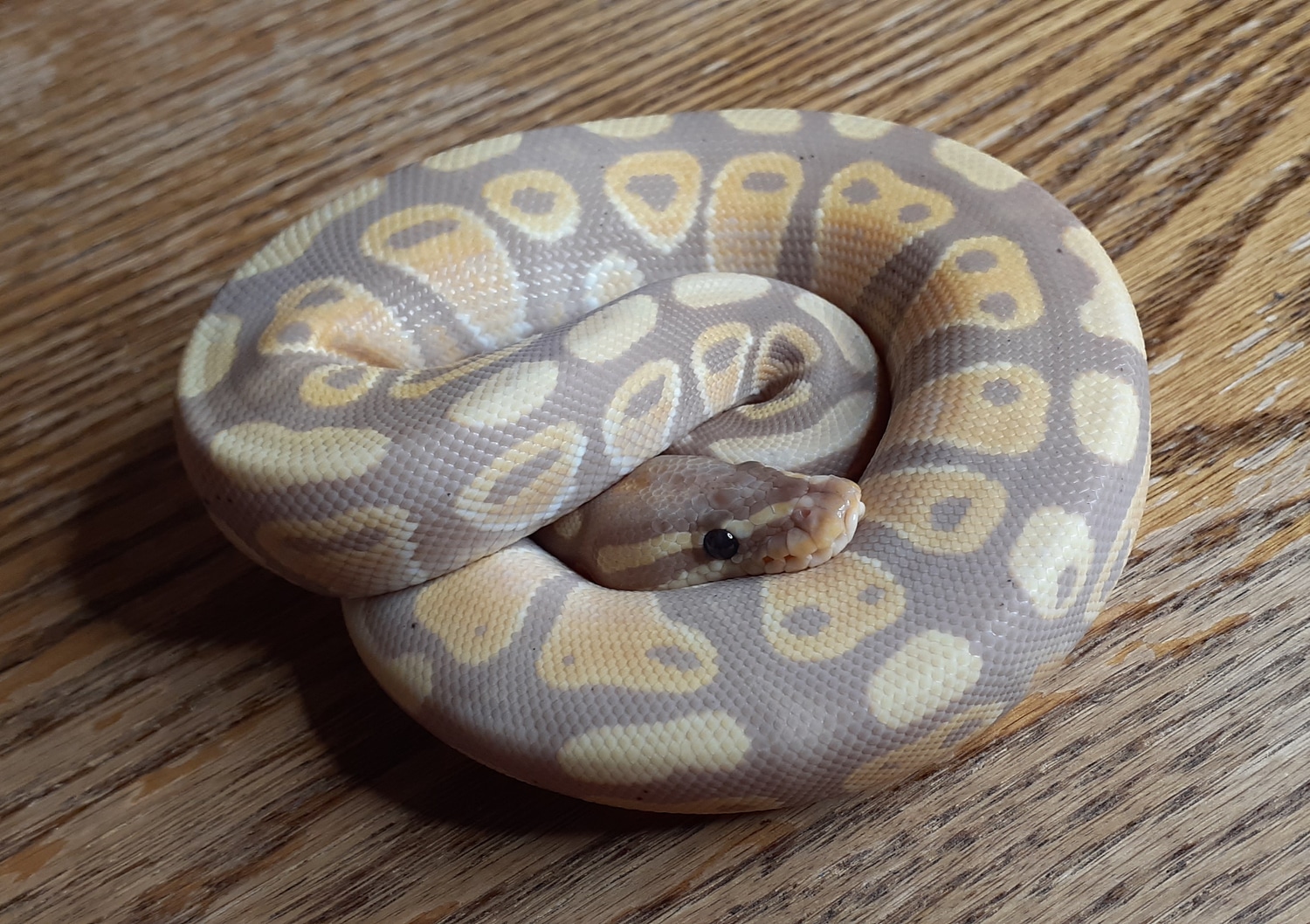 Coral Glow Het Tsk Axanthic Het Lavender Albino Ball Python by Zamora ...