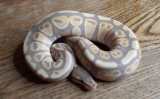 Coral Glow Het Tsk Axanthic Het Lavender Albino Ball Python by Zamora ...