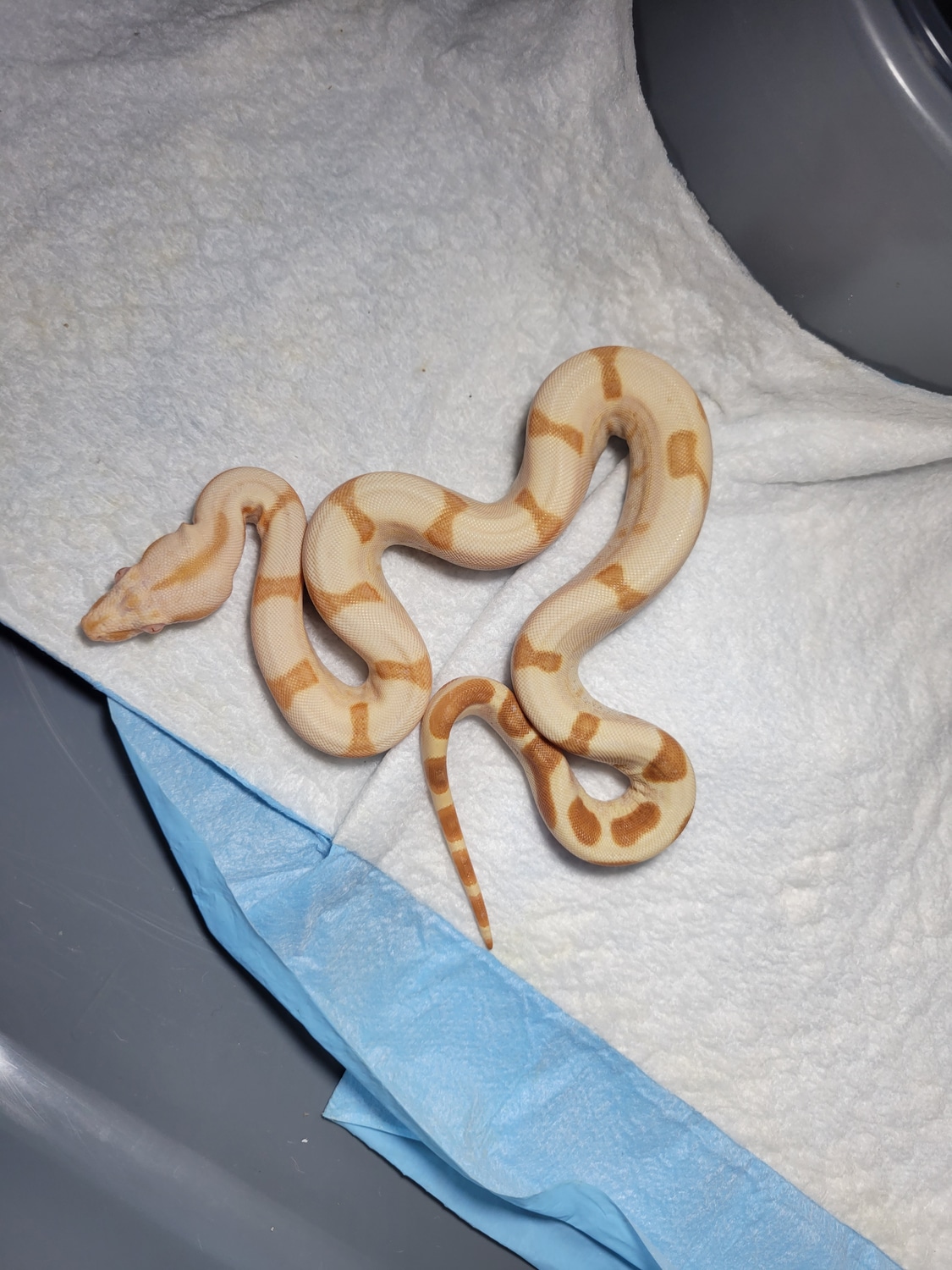 Sharp Jungle Albino Boa Constrictor by Daults Exotics - MorphMarket