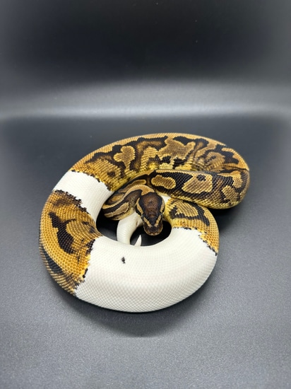 Pied Het Albino Ball Python by Mutant Freaks