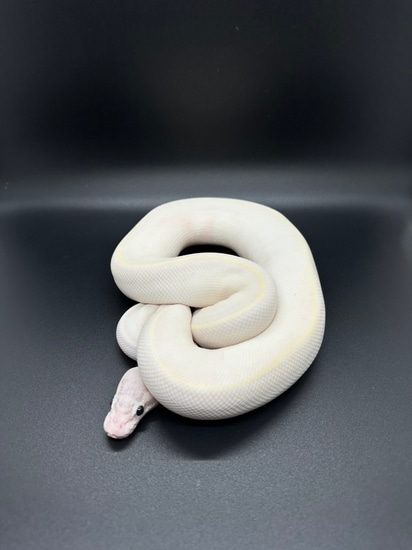 Ivory Het Pied Ball Python by Mutant Freaks